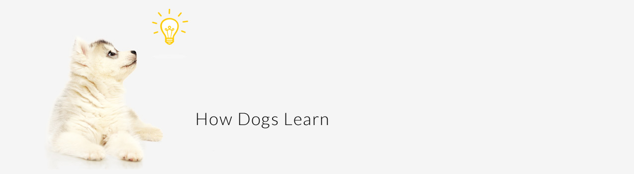 100% Management • How Dogs Learn • Ultimate Puppy : Ultimate Puppy