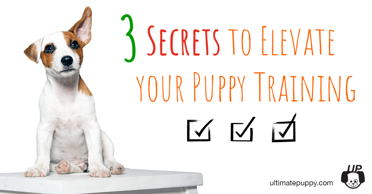 Puppy Training Plans • Ultimate Puppy : Ultimate Puppy
