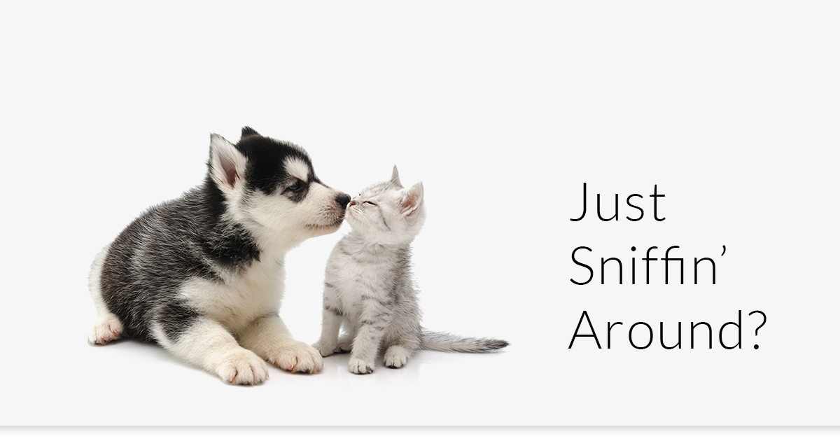 Free puppy training resources • Ultimate Puppy : Ultimate Puppy